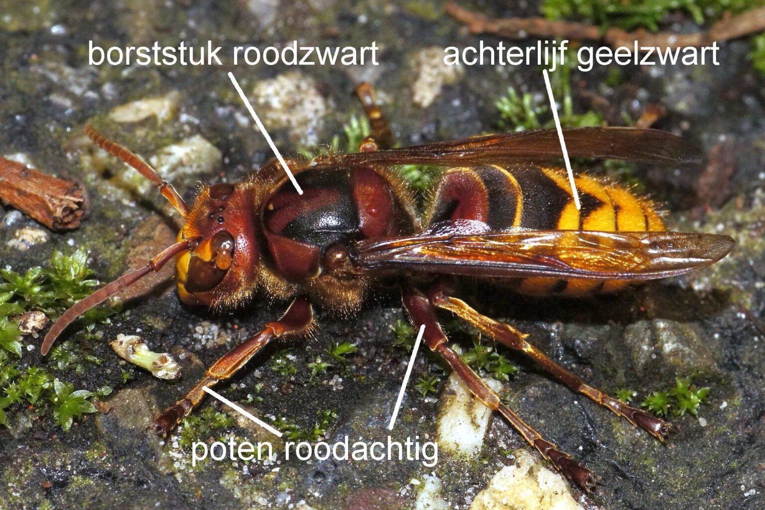 Aziatische hoornaar - kenniscentruminsecten.nl