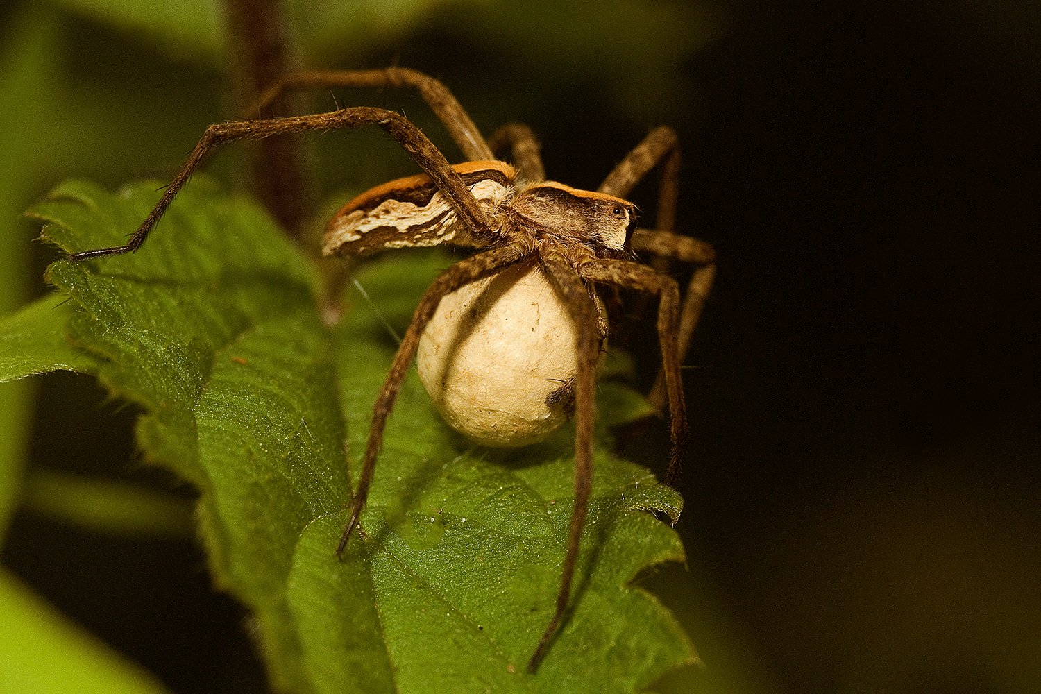 Spinnen - kenniscentruminsecten.nl