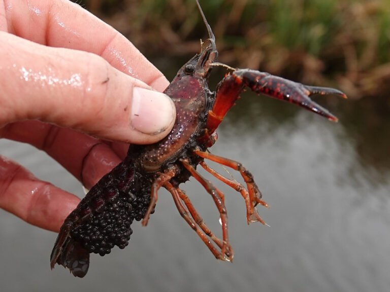 Rivierkreeften - kenniscentruminsecten.nl