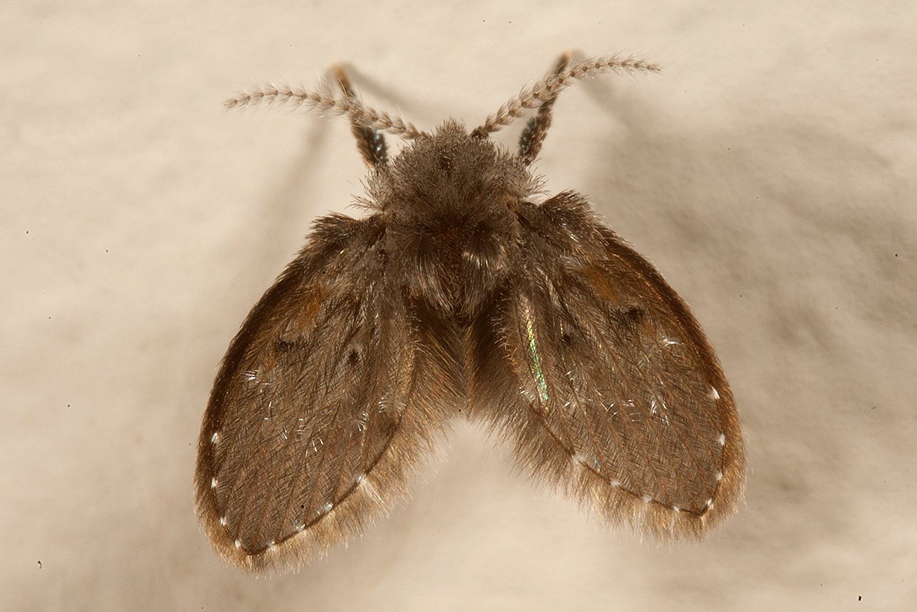 Motmuggen - kenniscentruminsecten.nl