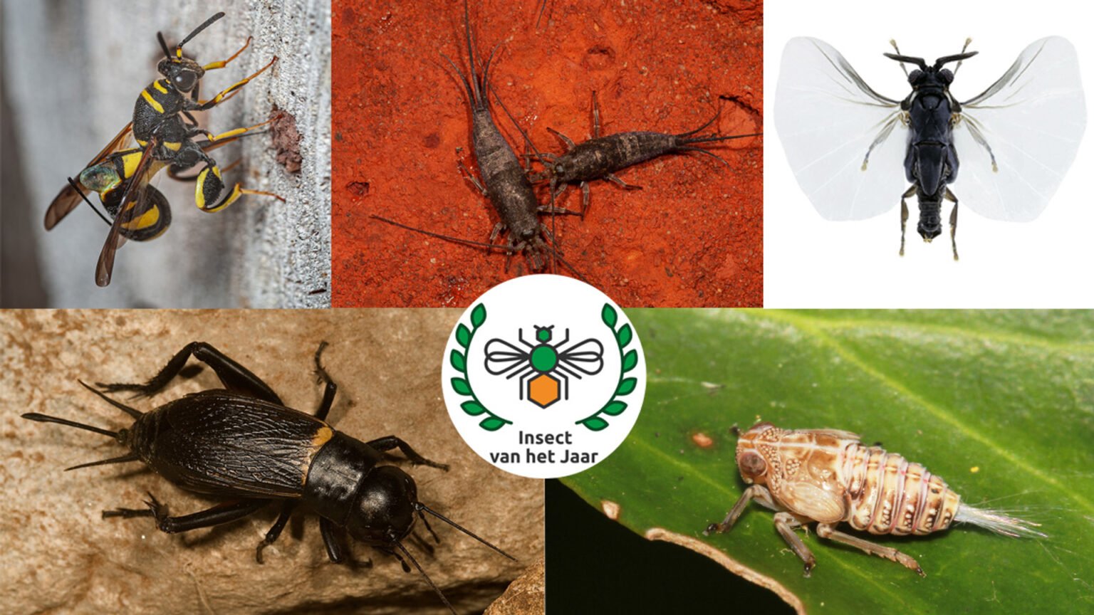 Insect van het Jaar - kenniscentruminsecten.nl